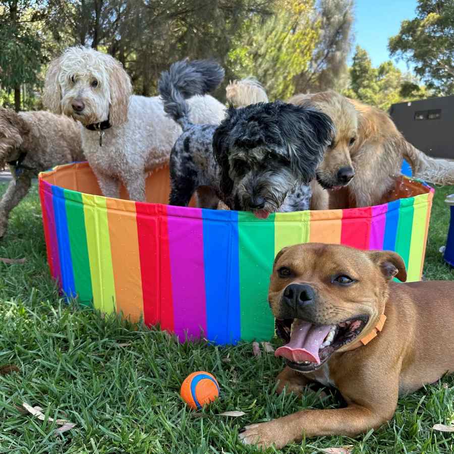 Outdoor Pool – Pet Supplies Empire
